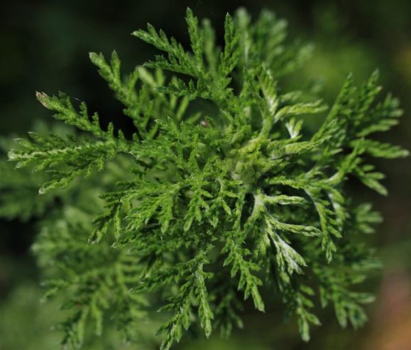 Artemisia Annua Krebs